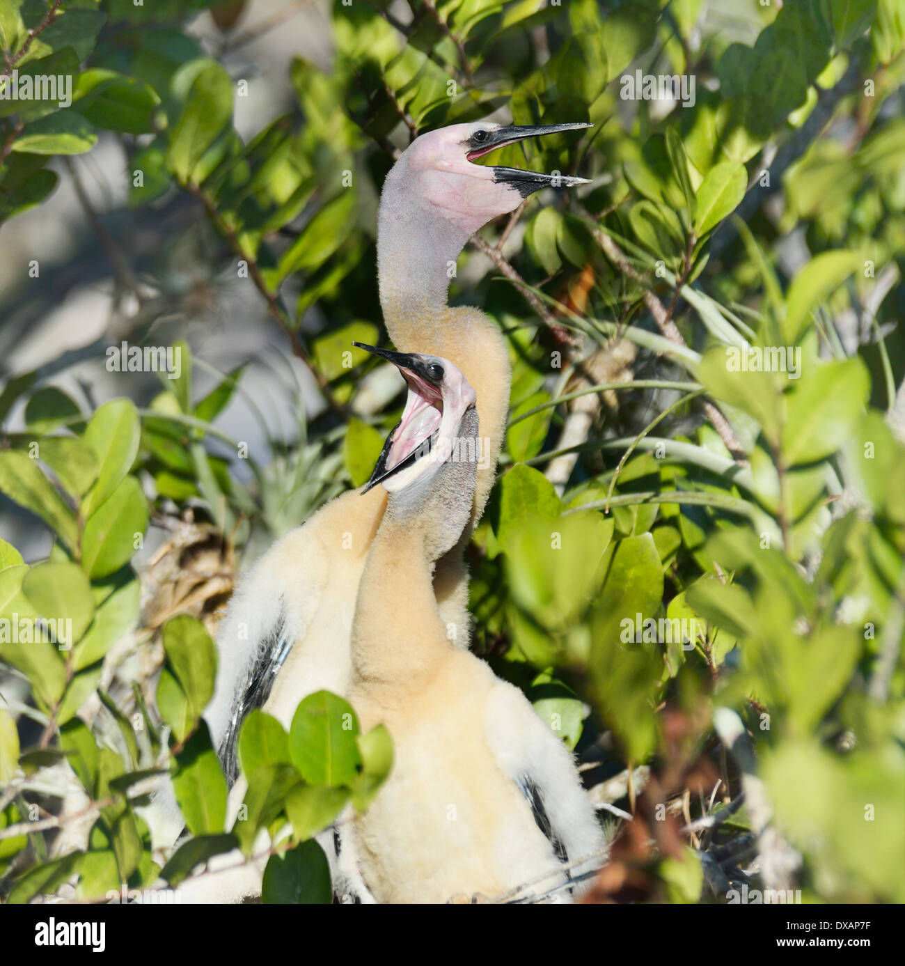 Anhinga Baby Birds In The Nest In Everglages National Park,Florida ...