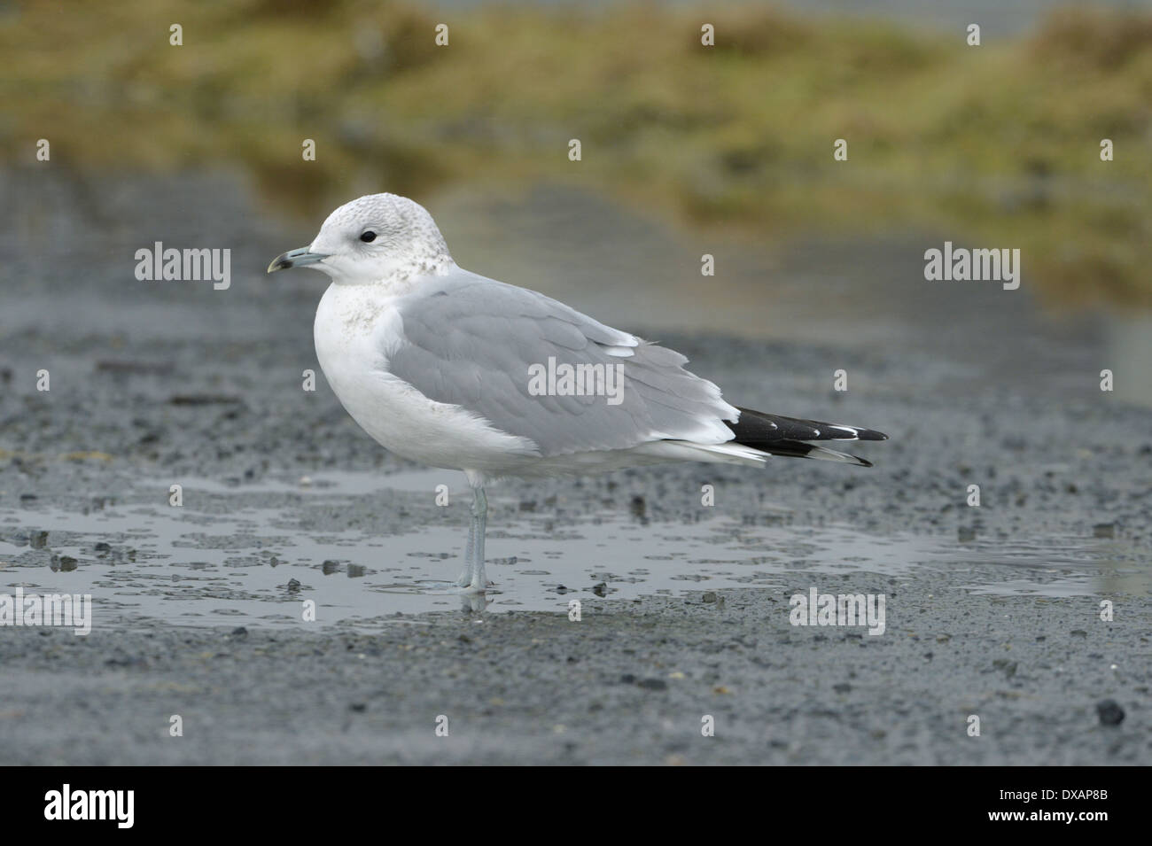 2nd winter bird hi-res stock photography and images - Alamy