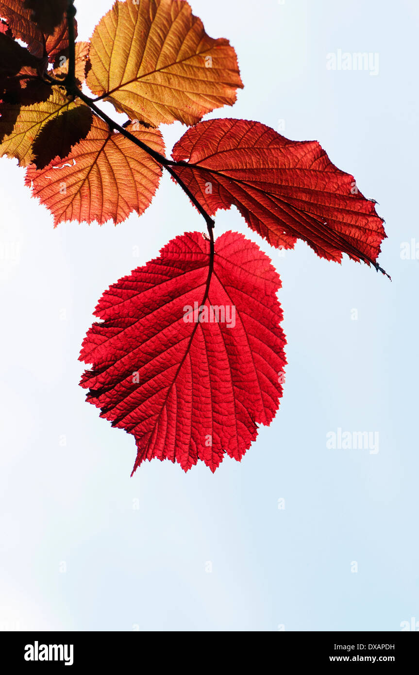 Hazel, Purple leaved filbert, Corylus maxima 'Purpurea', backlit leaves ...