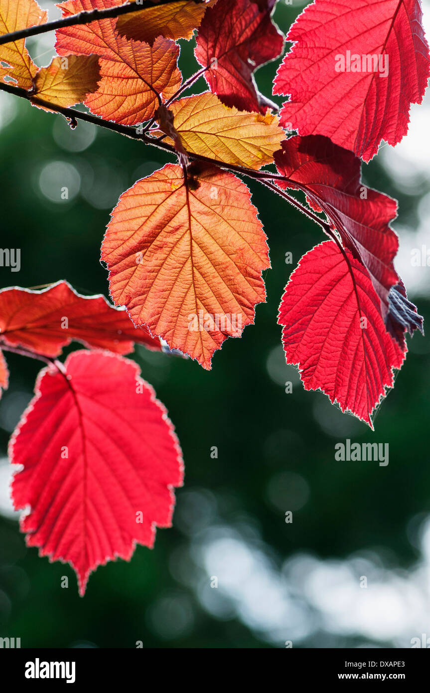 Hazel, Purple leaved filbert, Corylus maxima 'Purpurea', backlit leaves ...