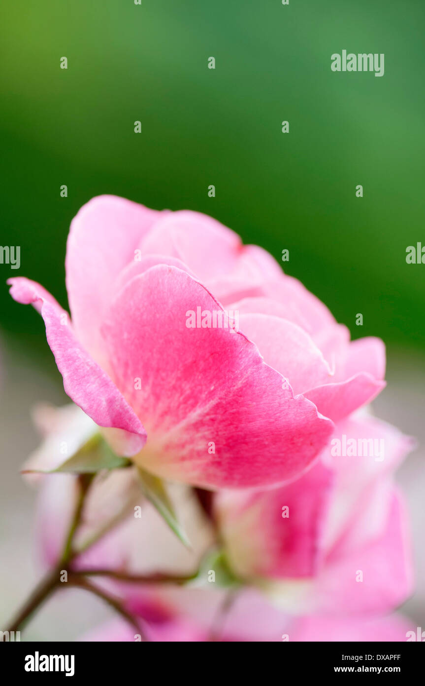 Side on view hi-res stock photography and images - Alamy