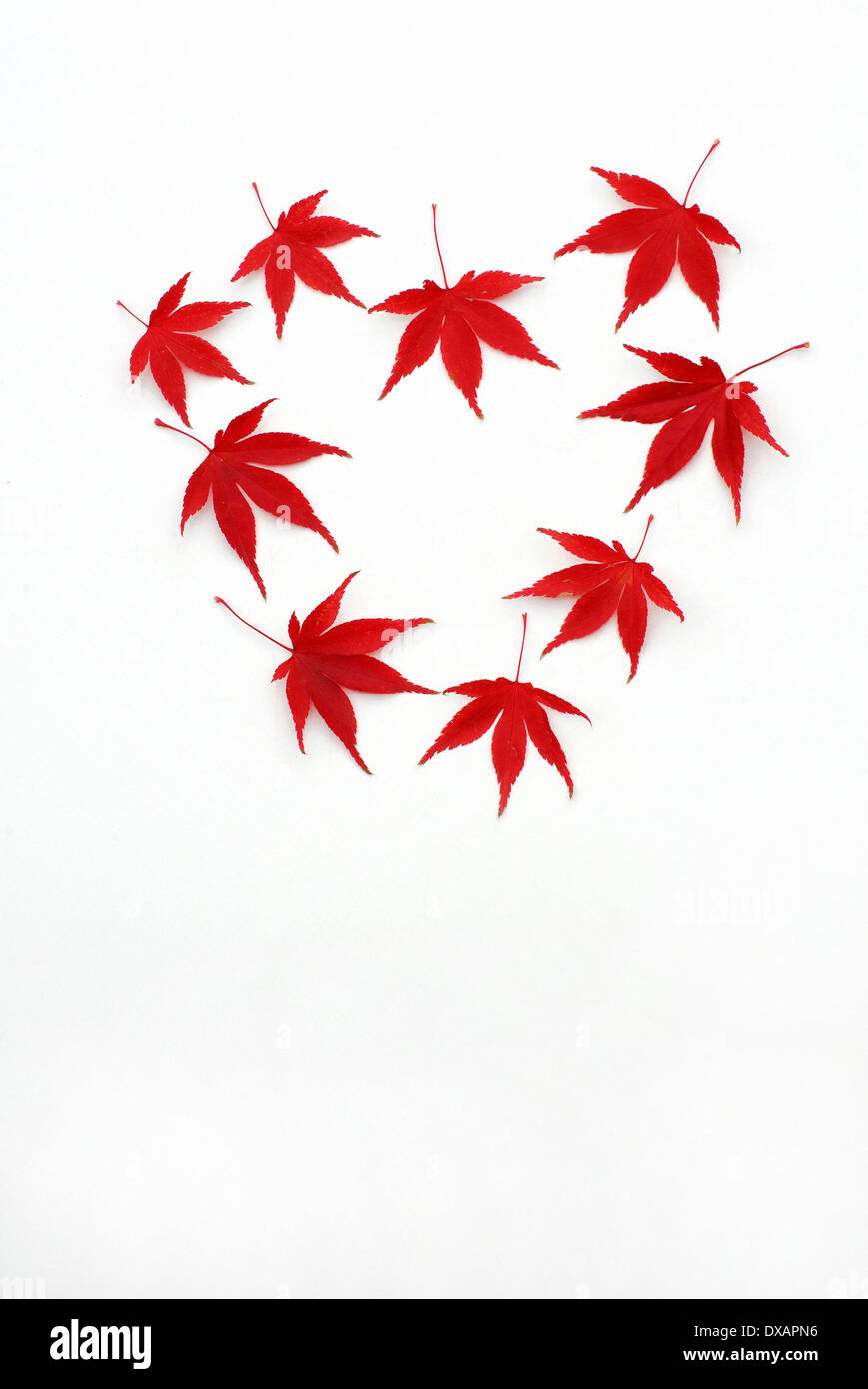 Cut leaf japanese maple hi-res stock photography and images - Alamy