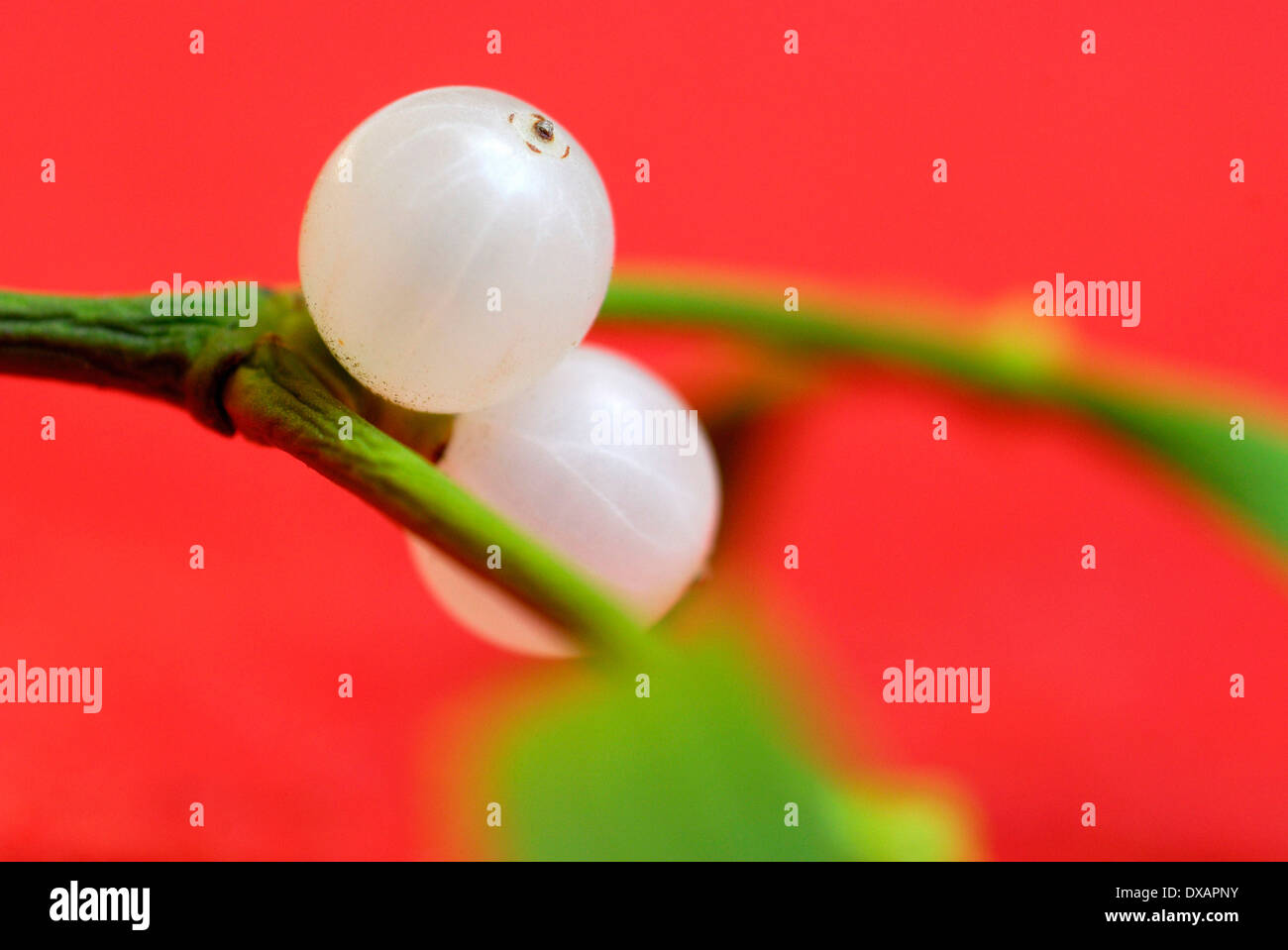 Mistletoe hi-res stock photography and images - Alamy