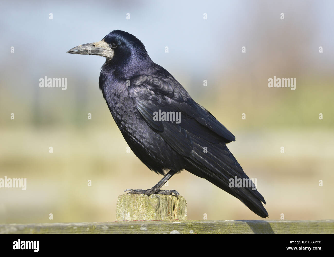 Rook perching hi-res stock photography and images - Alamy