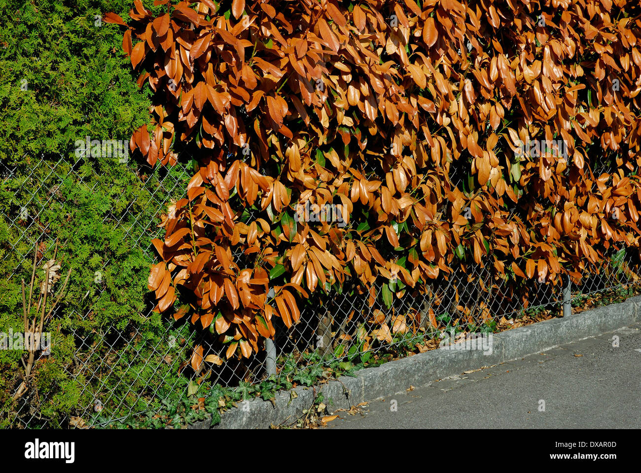 Cherry laurel hedge hi-res stock photography and images - Alamy