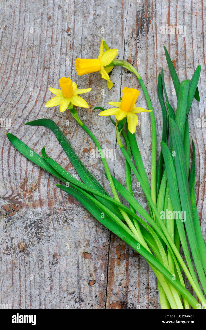 Daffodil hi-res stock photography and images - Alamy