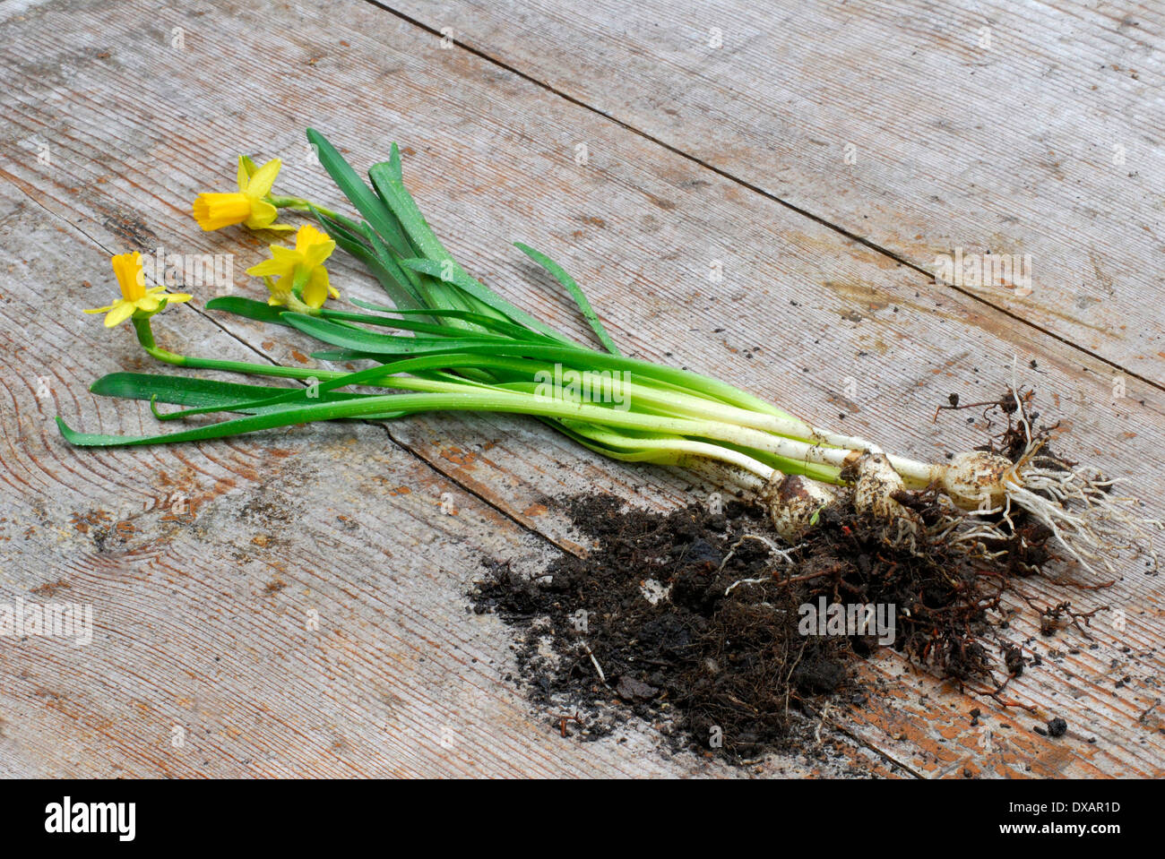 Open daffodil hi-res stock photography and images - Alamy