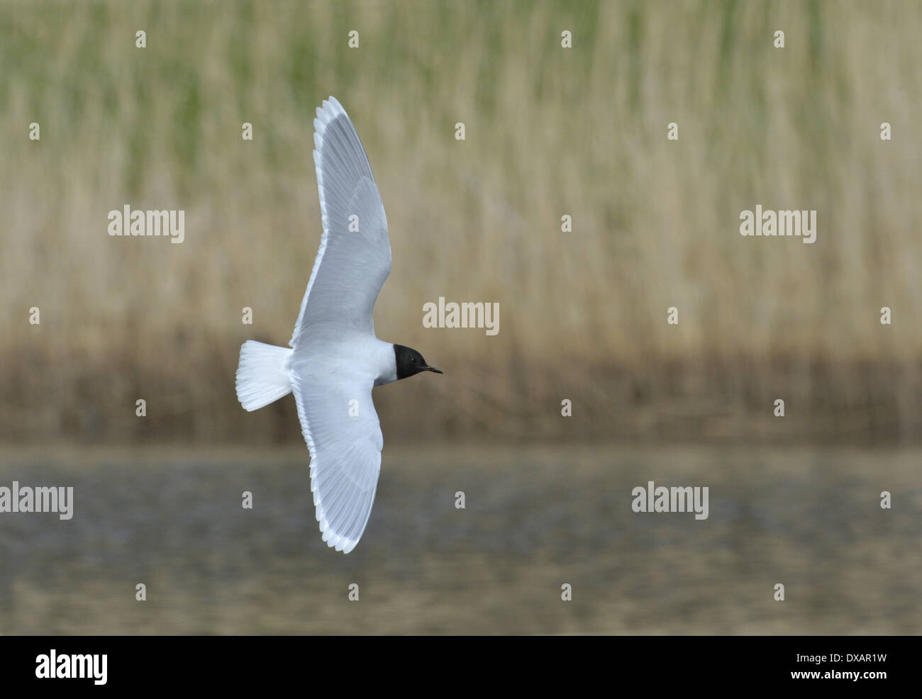 Little gull in summer plumage in flight hi-res stock photography and ...