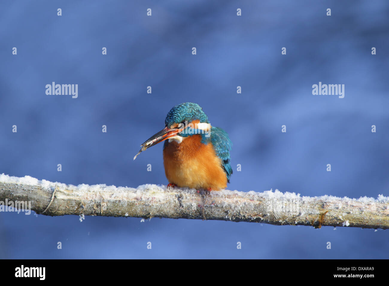 Frost fish hi-res stock photography and images - Alamy