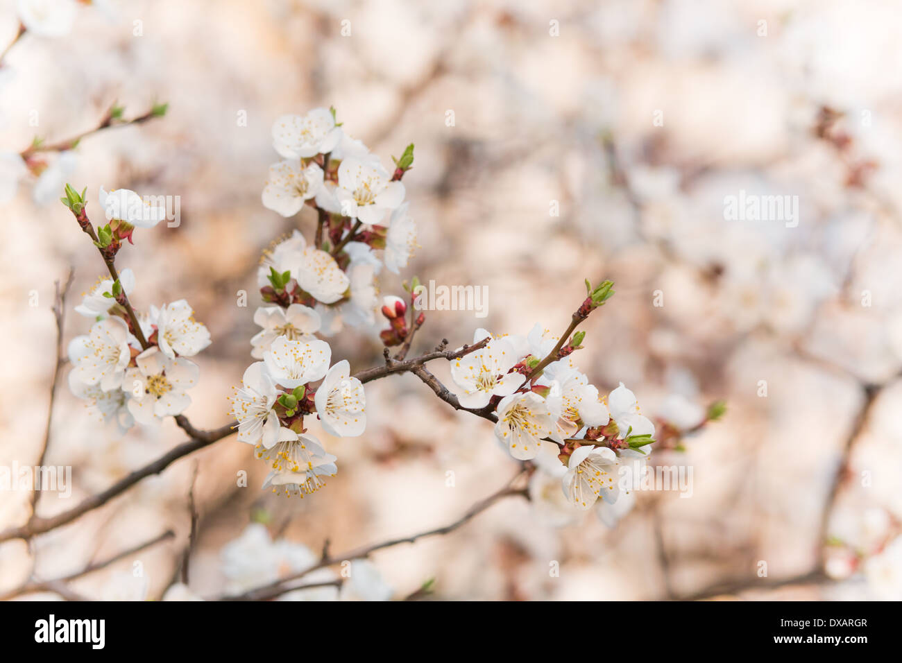 Branches of trees with white blossoms Stock Photo - Alamy