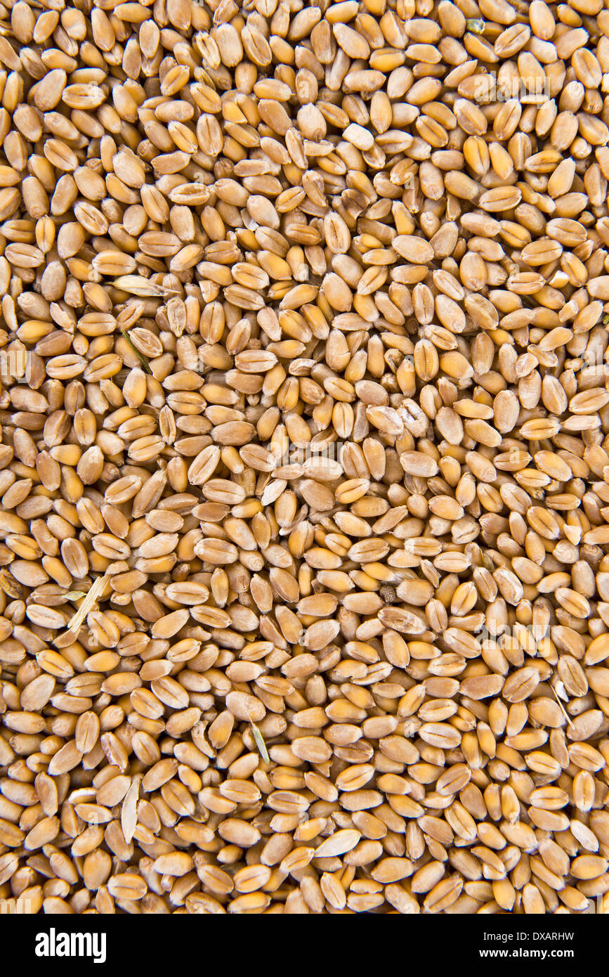 Wheat background view from the top Stock Photo - Alamy