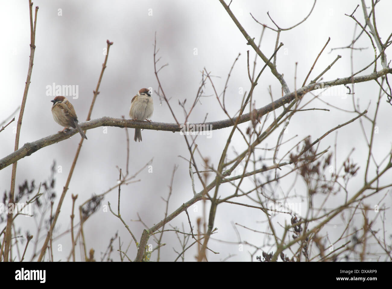 Passer montanus bird hi-res stock photography and images - Alamy