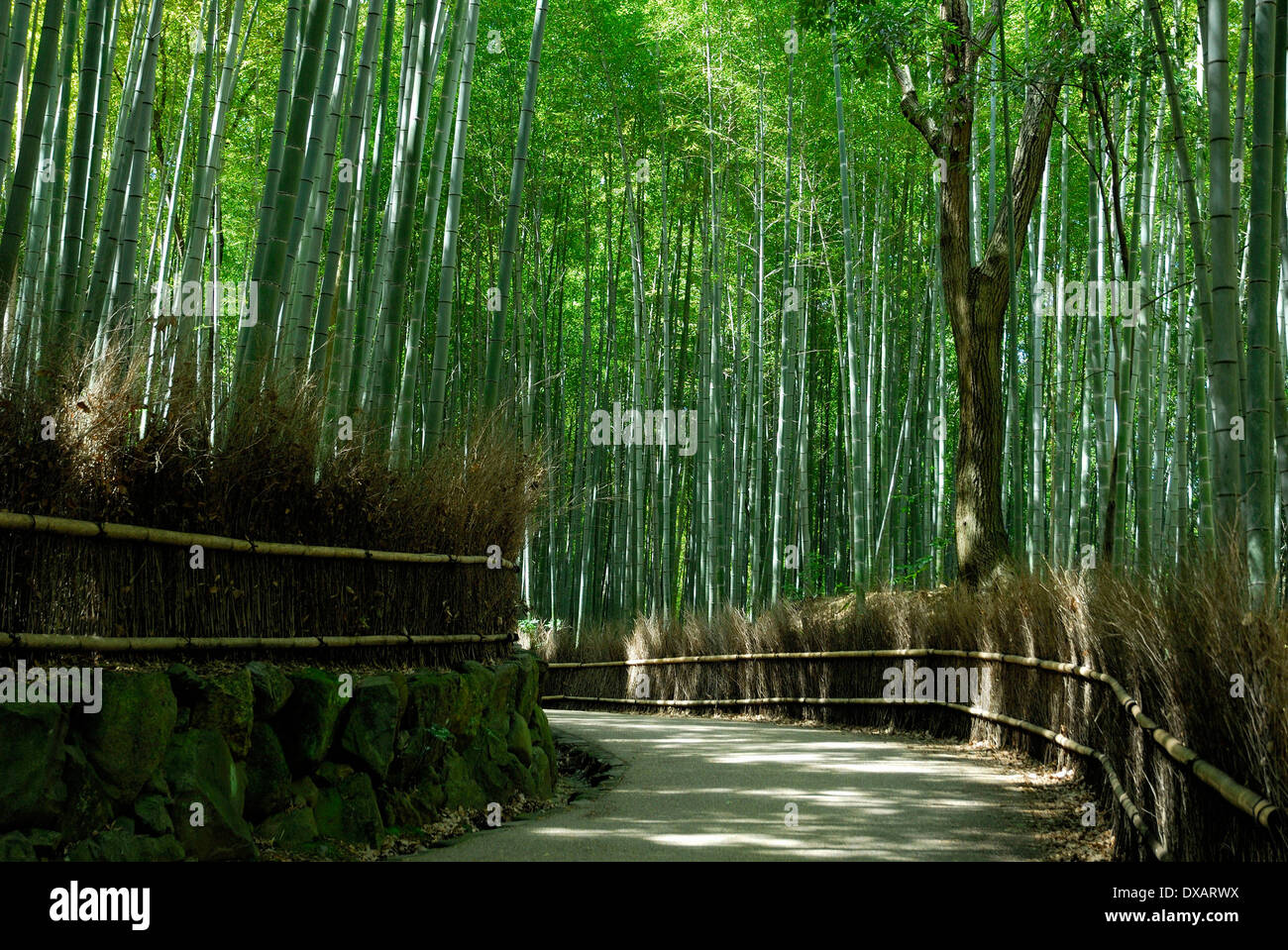 Bamboo plants in arashiyama hi-res stock photography and images - Alamy