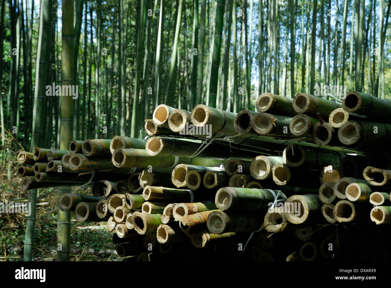 Cut bamboo hi-res stock photography and images - Alamy