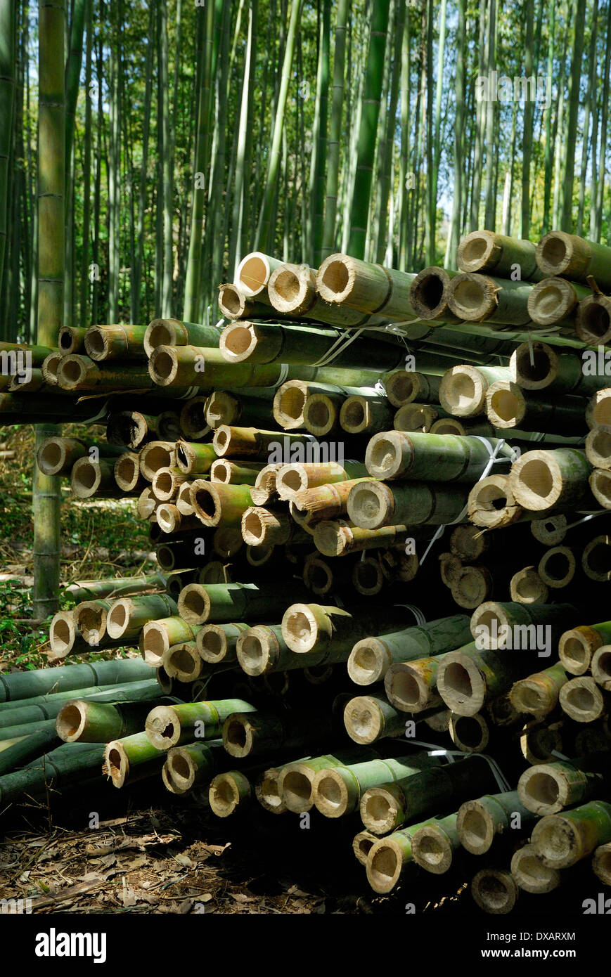 Cut bamboo hi-res stock photography and images - Alamy