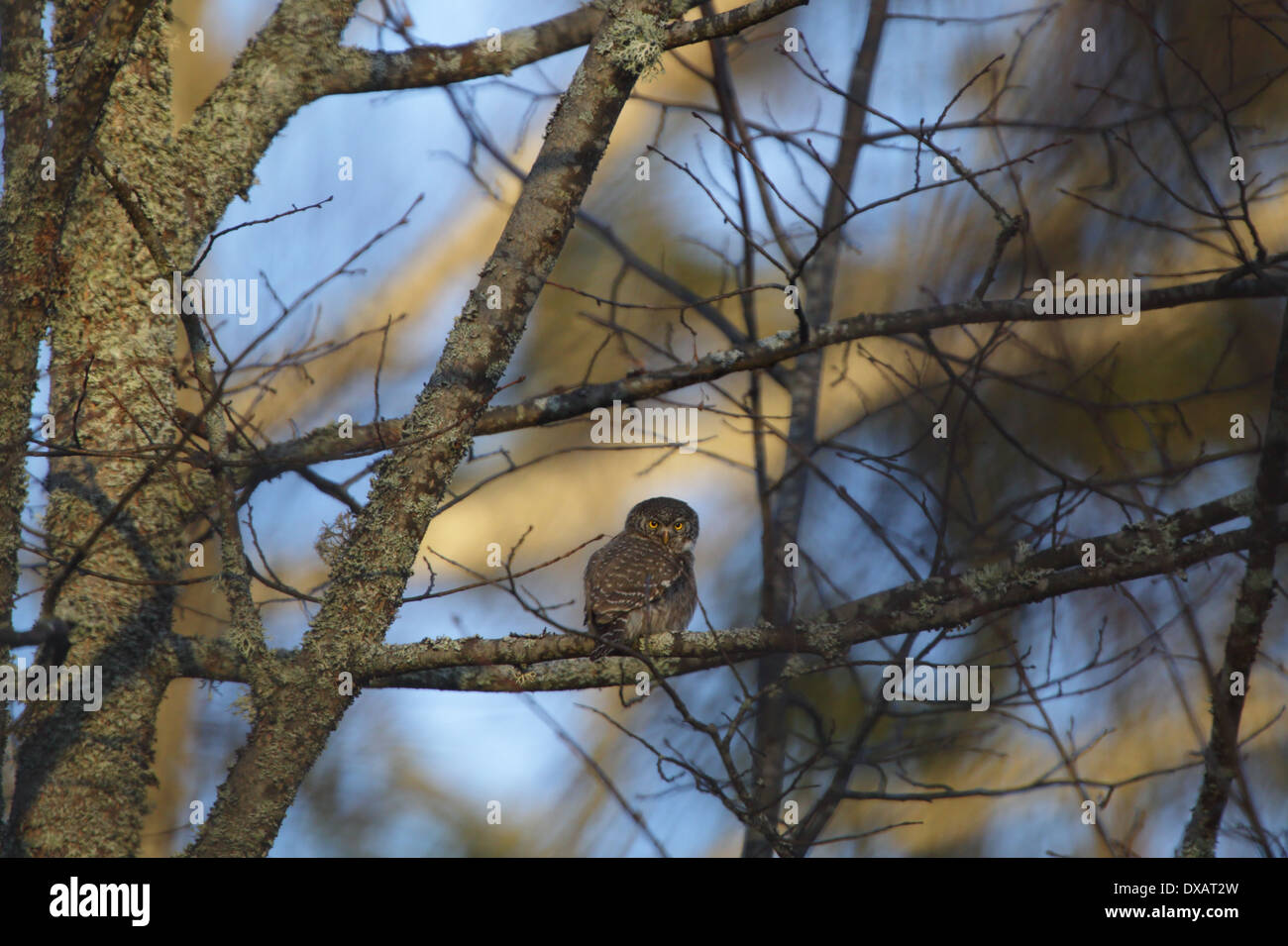 Eurasian Pygmy Owl (Glaucidium passerinum Stock Photo - Alamy