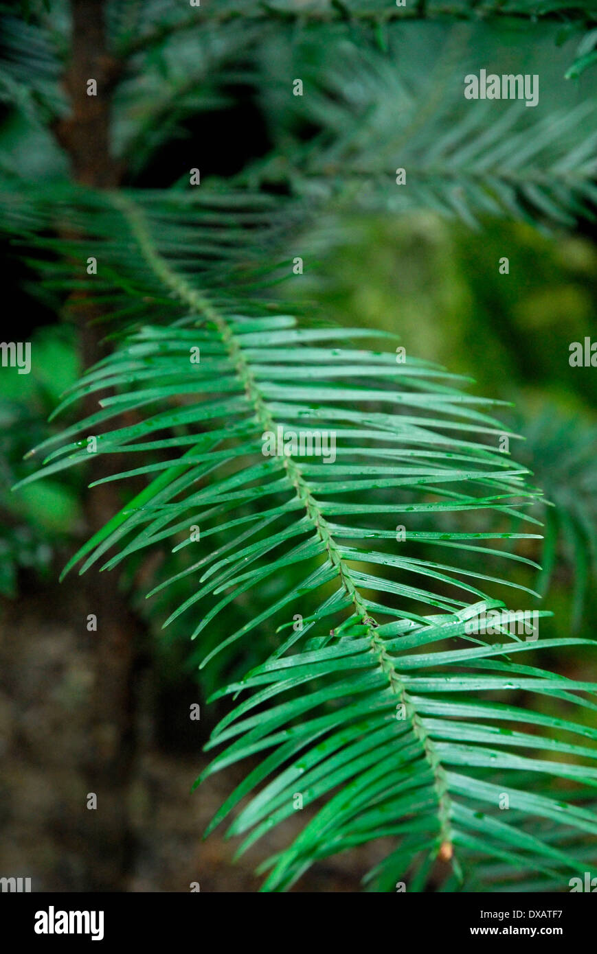 Wollemi pine hi-res stock photography and images - Alamy