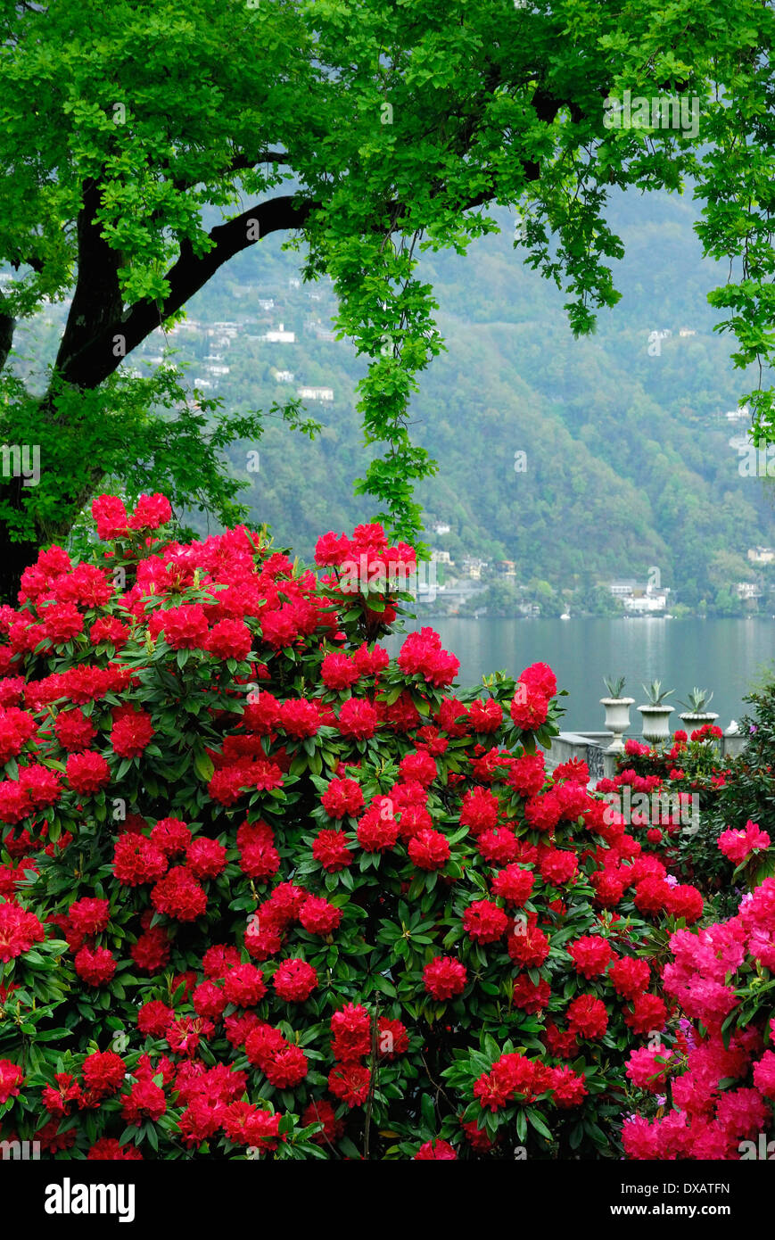 Rhododendron hybride hi-res stock photography and images - Alamy