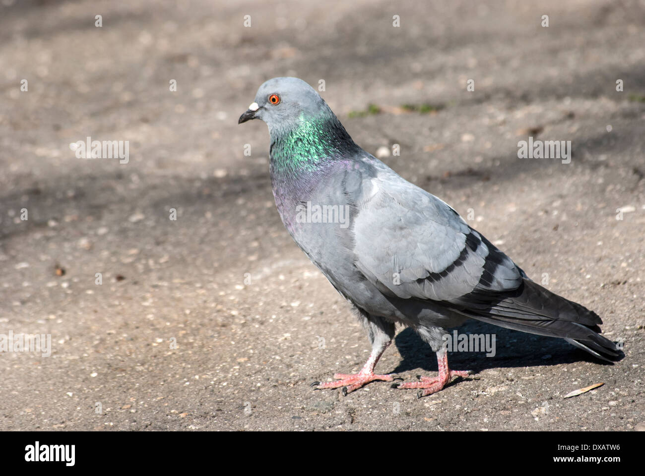 Rock dove flying hi-res stock photography and images - Alamy
