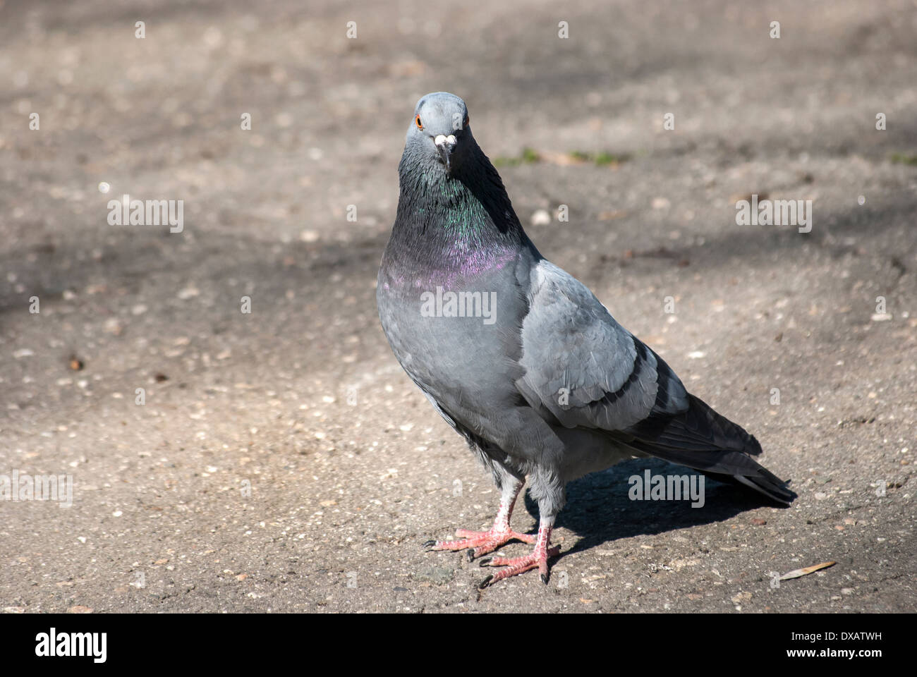Rock dove flying hi-res stock photography and images - Alamy