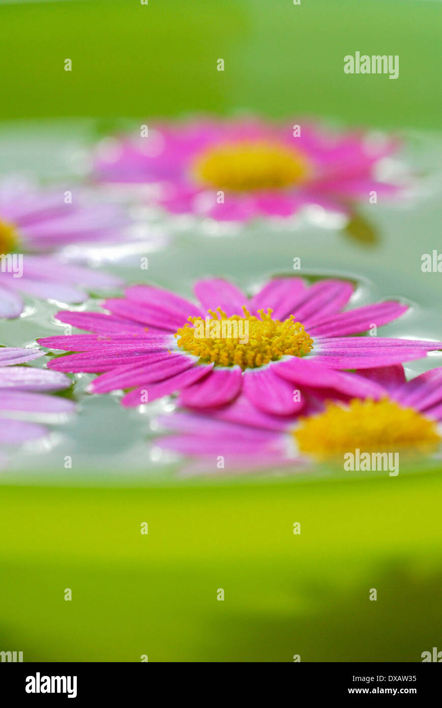 Ox eye daisy hi-res stock photography and images - Alamy
