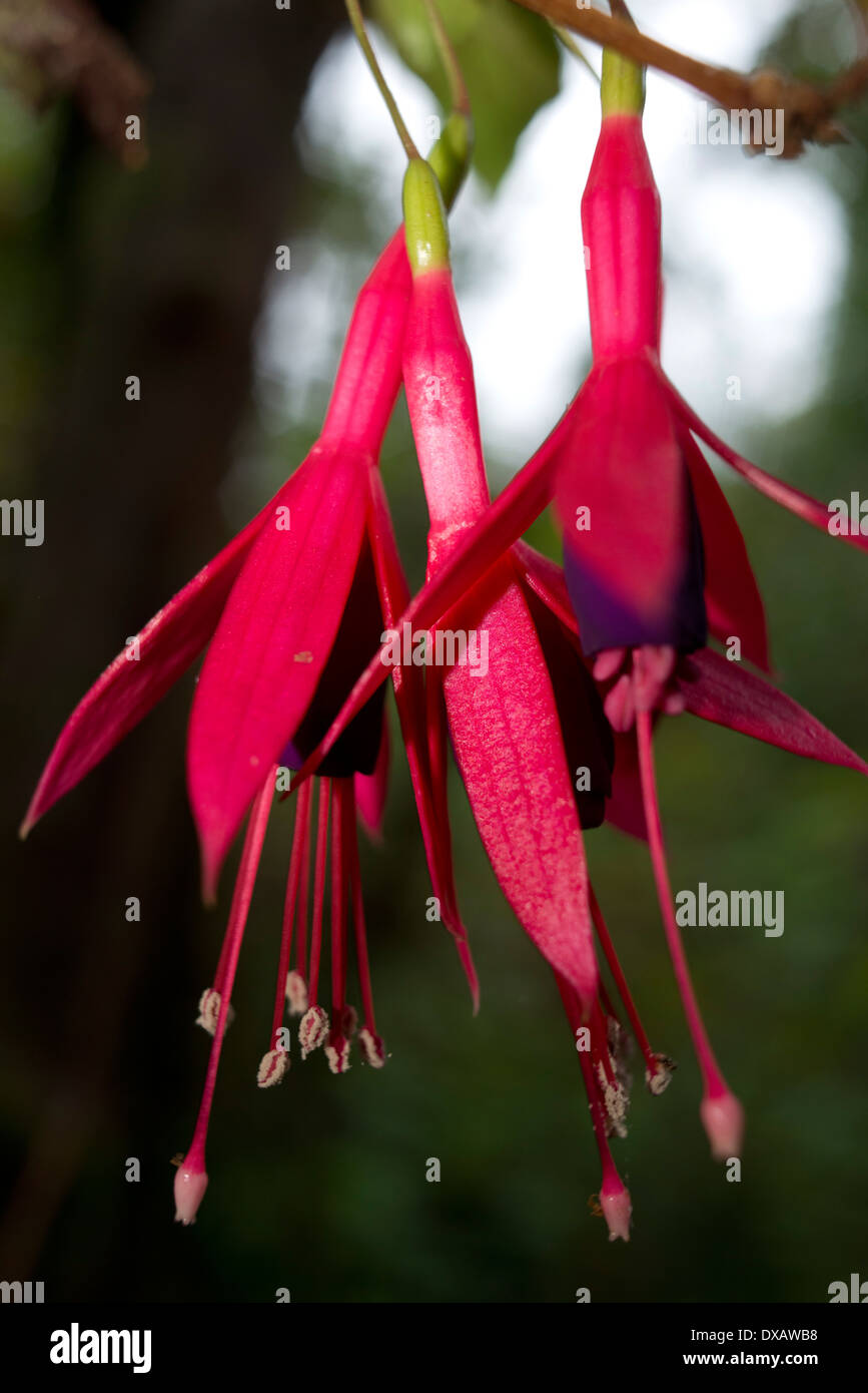 Stunning red flowers Bélouve Jungle Forest. Its original forest ...