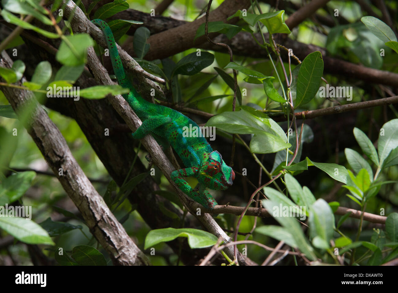 Reunion Island is home to a variety of endemic birds. The largest ...