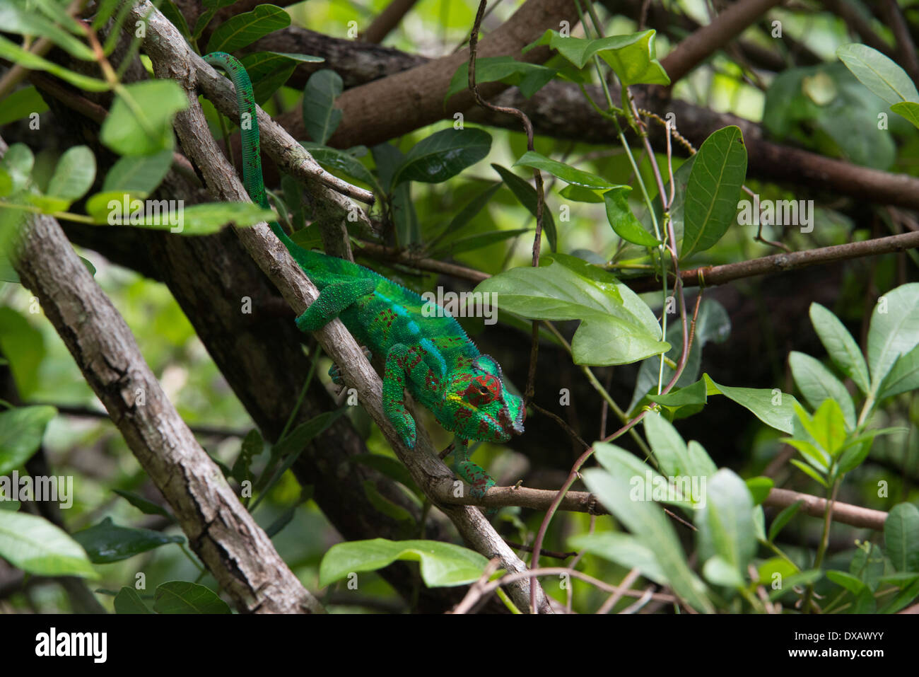Reunion Island is home to a variety of endemic birds. The largest ...