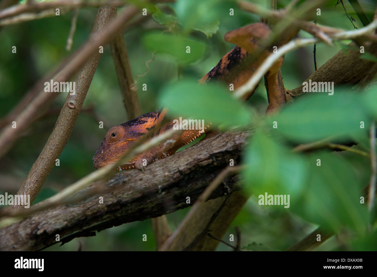 Reunion Island is home to a variety of endemic birds. The largest ...