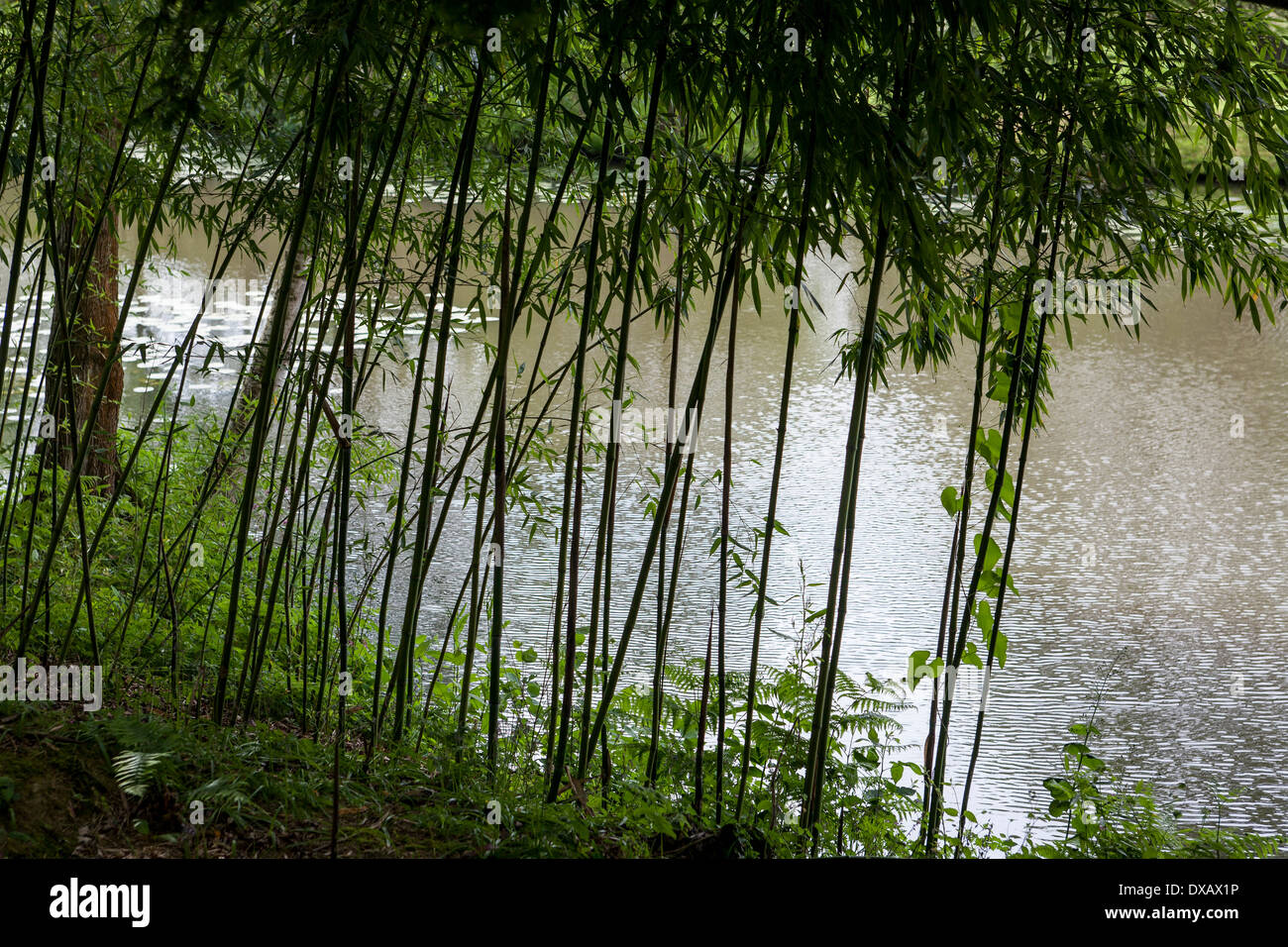 Bamboo near lake Stock Photo - Alamy
