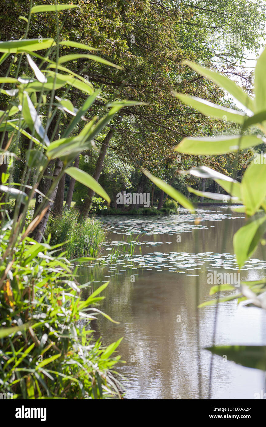 Bamboo near lake Stock Photo - Alamy