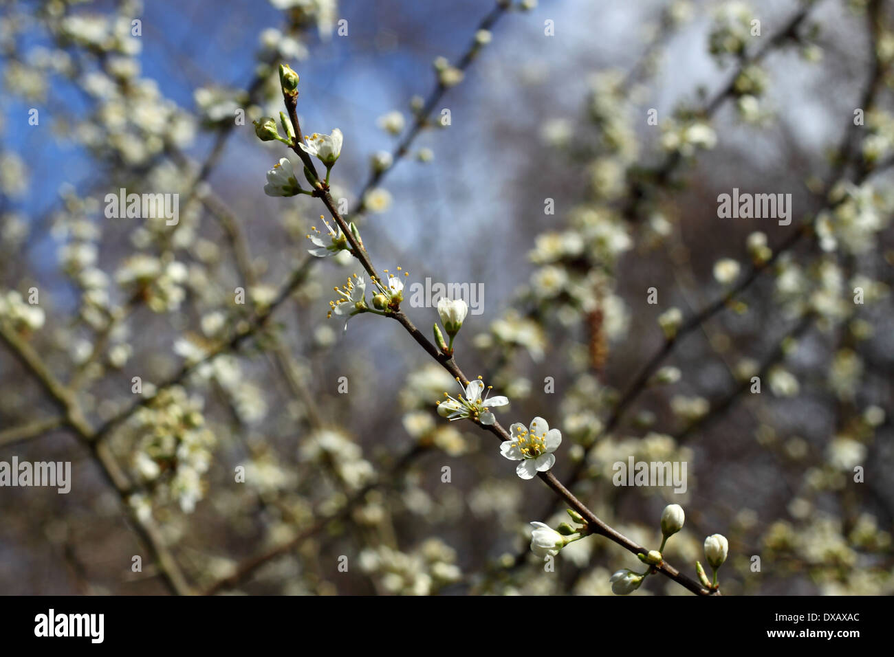 Budding cherry tree hi-res stock photography and images - Alamy
