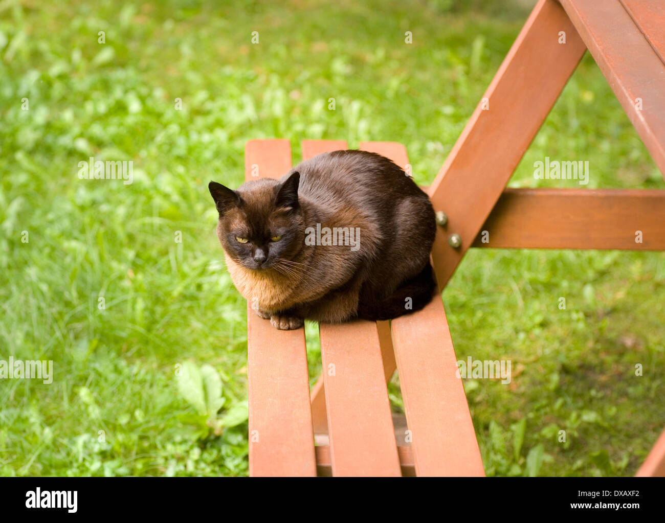 Burmese cat hi-res stock photography and images - Alamy