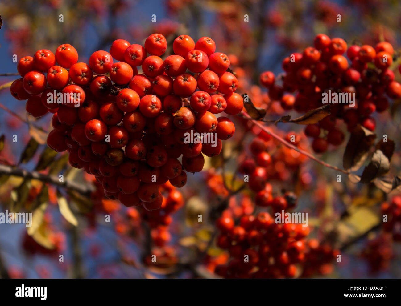 Red berries tree hi-res stock photography and images - Alamy