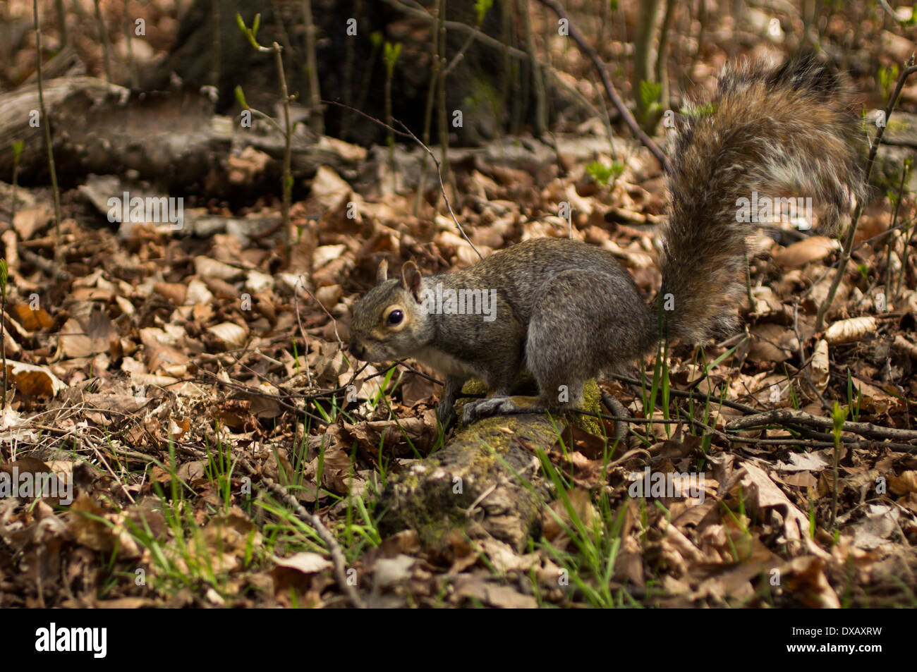 Squirrel on log in forest Stock Photo - Alamy