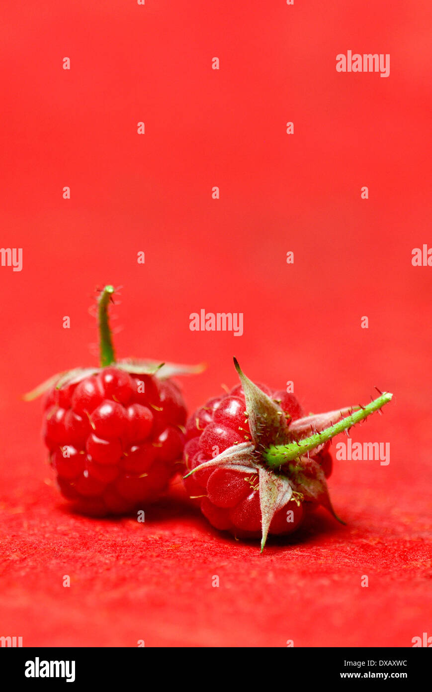 Raspberry plain hi-res stock photography and images - Alamy