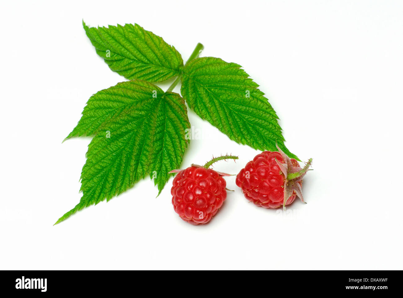 Raspberry cut out hi-res stock photography and images - Alamy