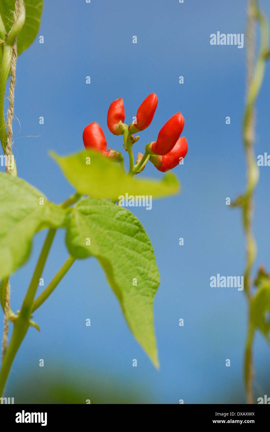 Runner bean hi-res stock photography and images - Alamy