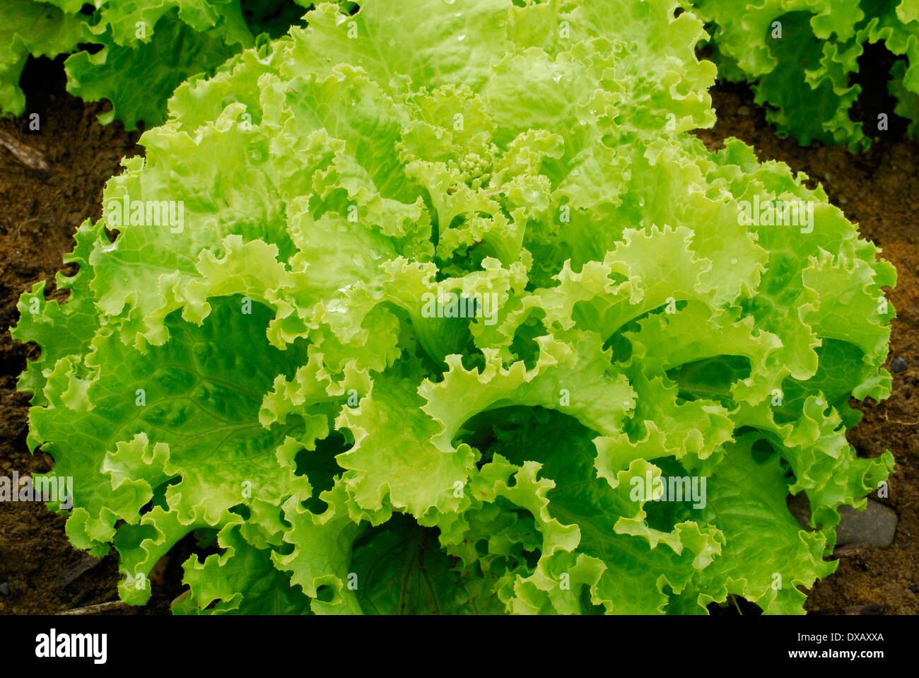 Lettuce batavia hi-res stock photography and images - Alamy