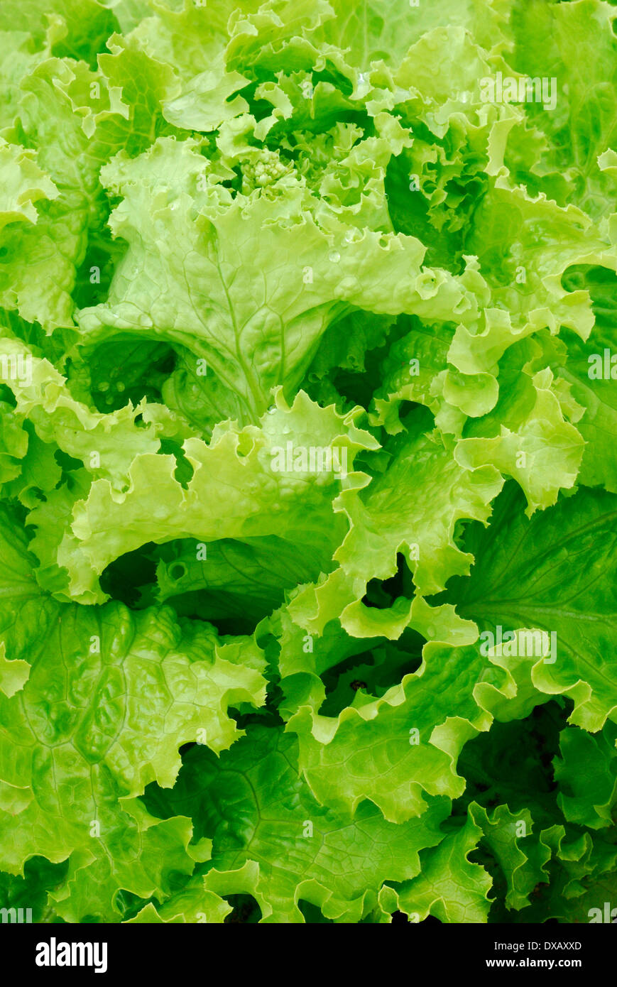 Lettuce batavia hi-res stock photography and images - Alamy