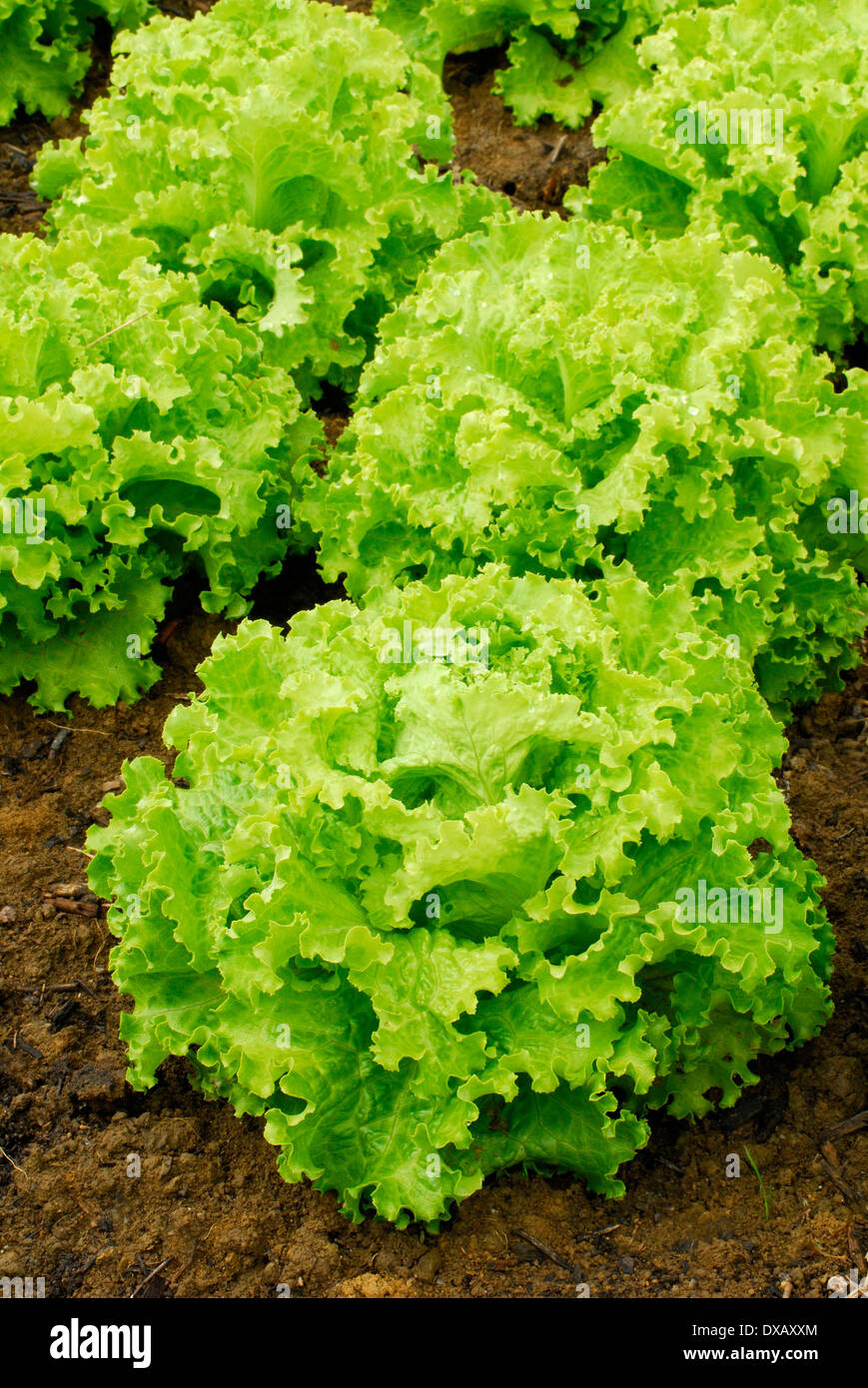 Lettuce batavia hi-res stock photography and images - Alamy