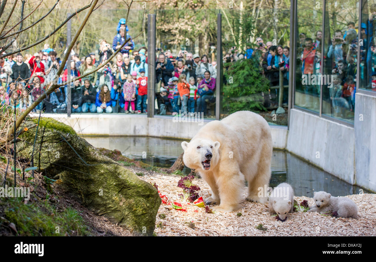 Munich, Germany. 22nd Mar, 2014. 14 week old polar bear twins play with their mother Giovanna in ...