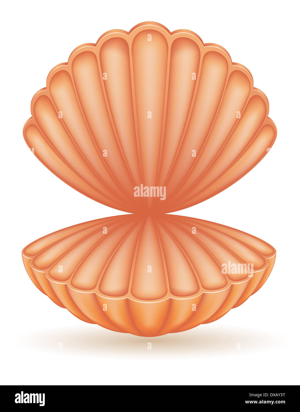shell sea illustration isolated on white background Stock Photo - Alamy