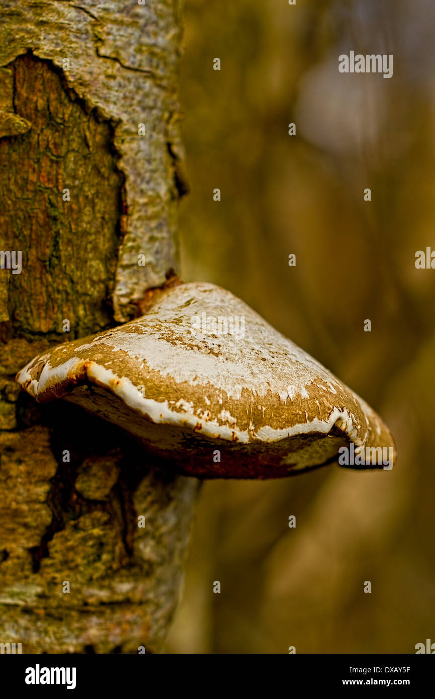 bracket fungi on tree Stock Photo - Alamy