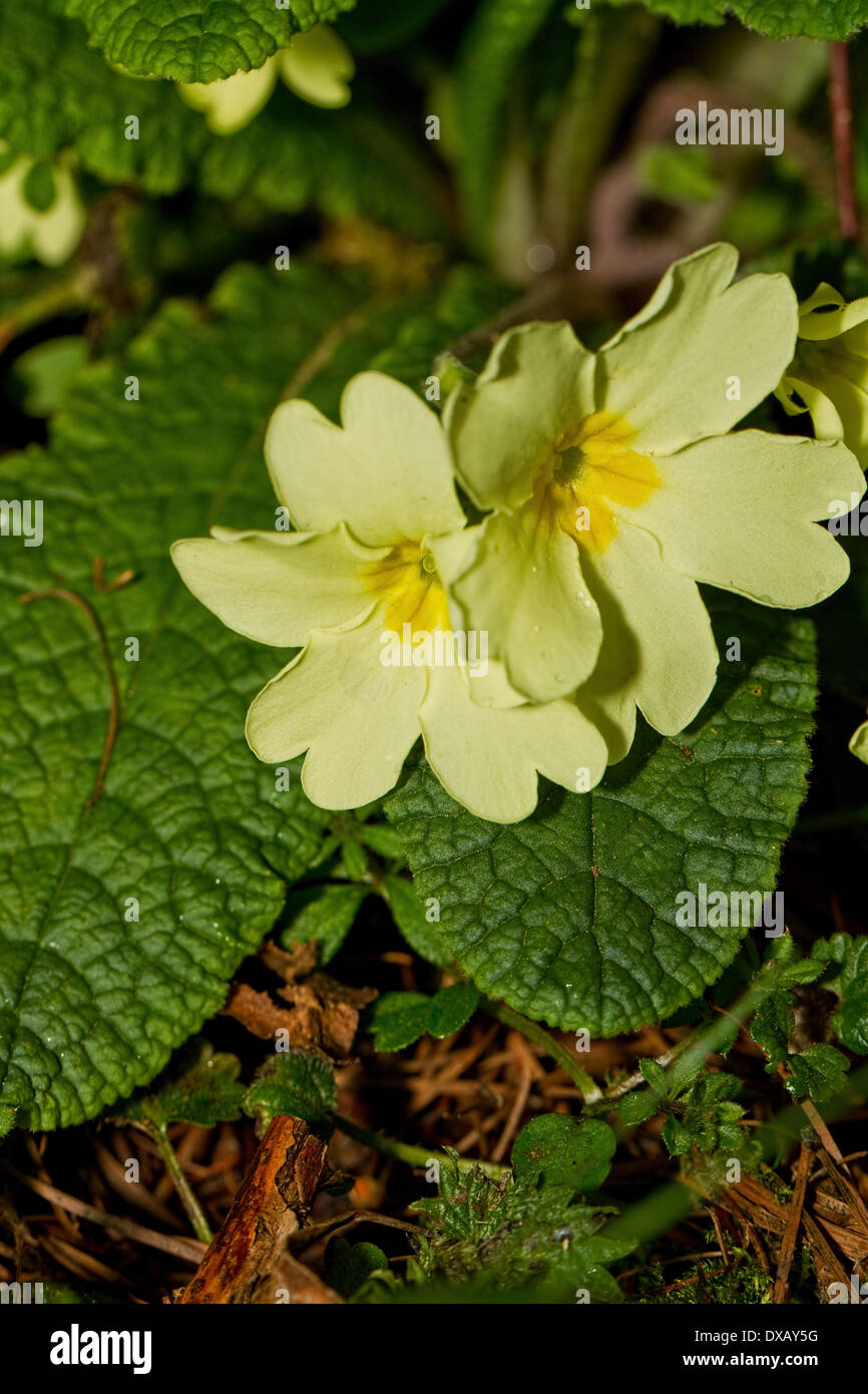 yellow forest primrose Stock Photo - Alamy