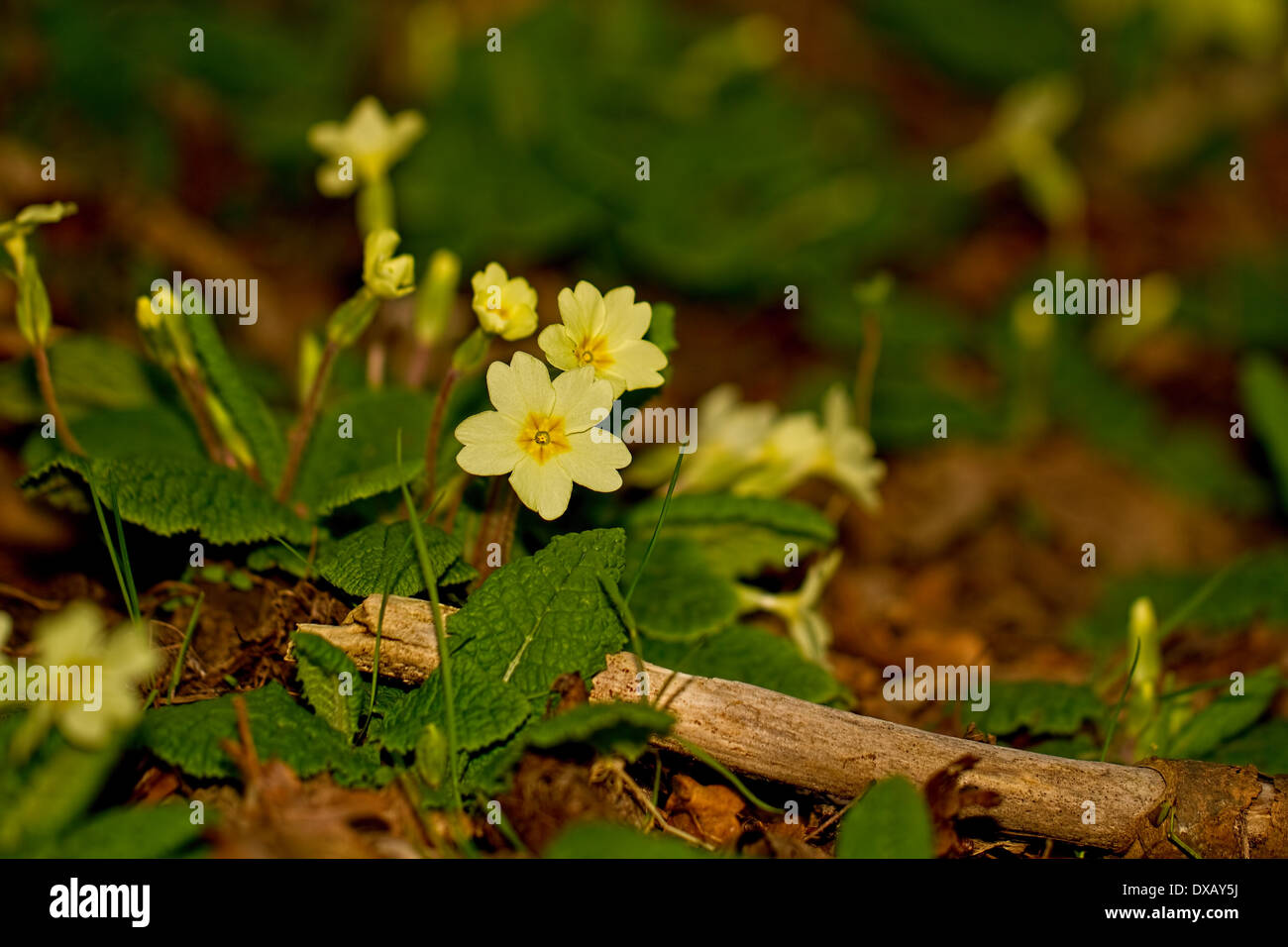 wild yellow forest primrose Stock Photo - Alamy