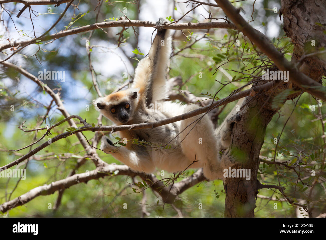 Golden crowned sifaka hi-res stock photography and images - Alamy
