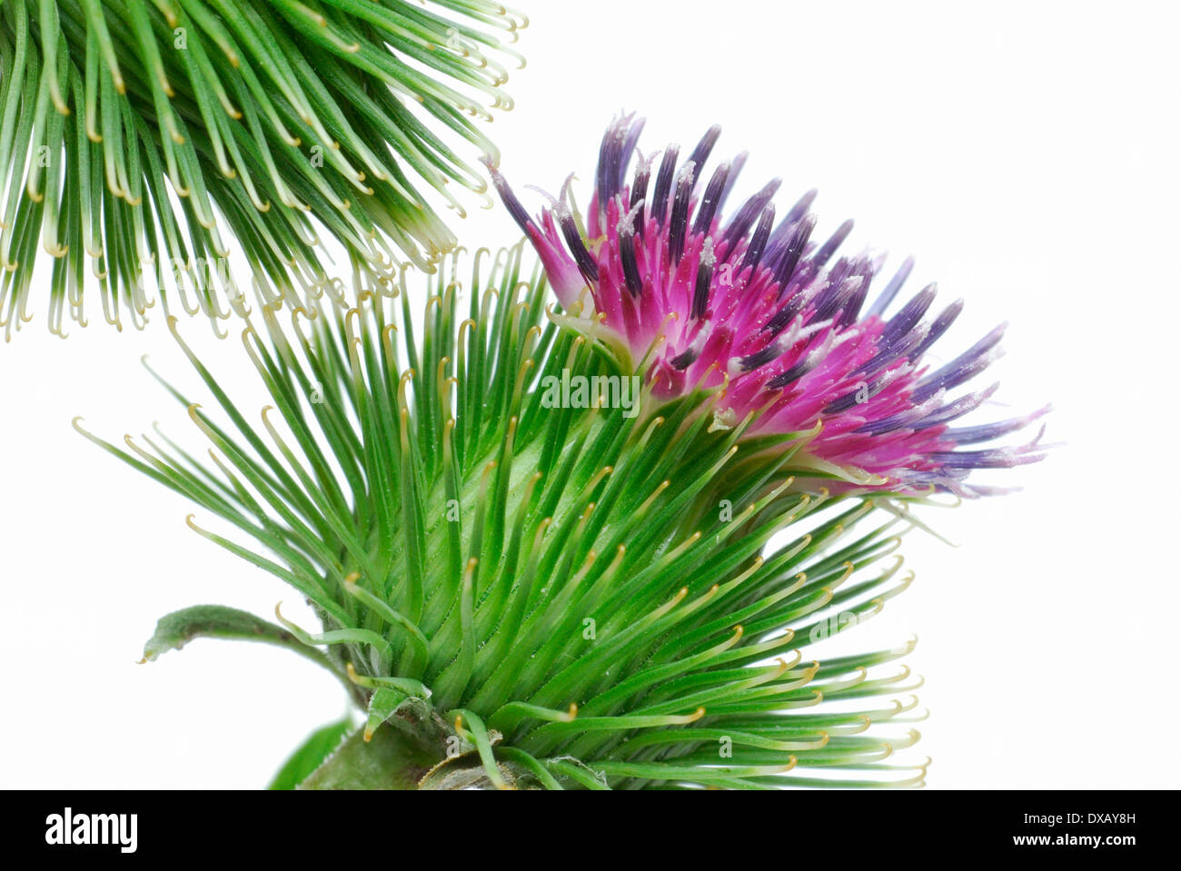 Burdock hi-res stock photography and images - Alamy