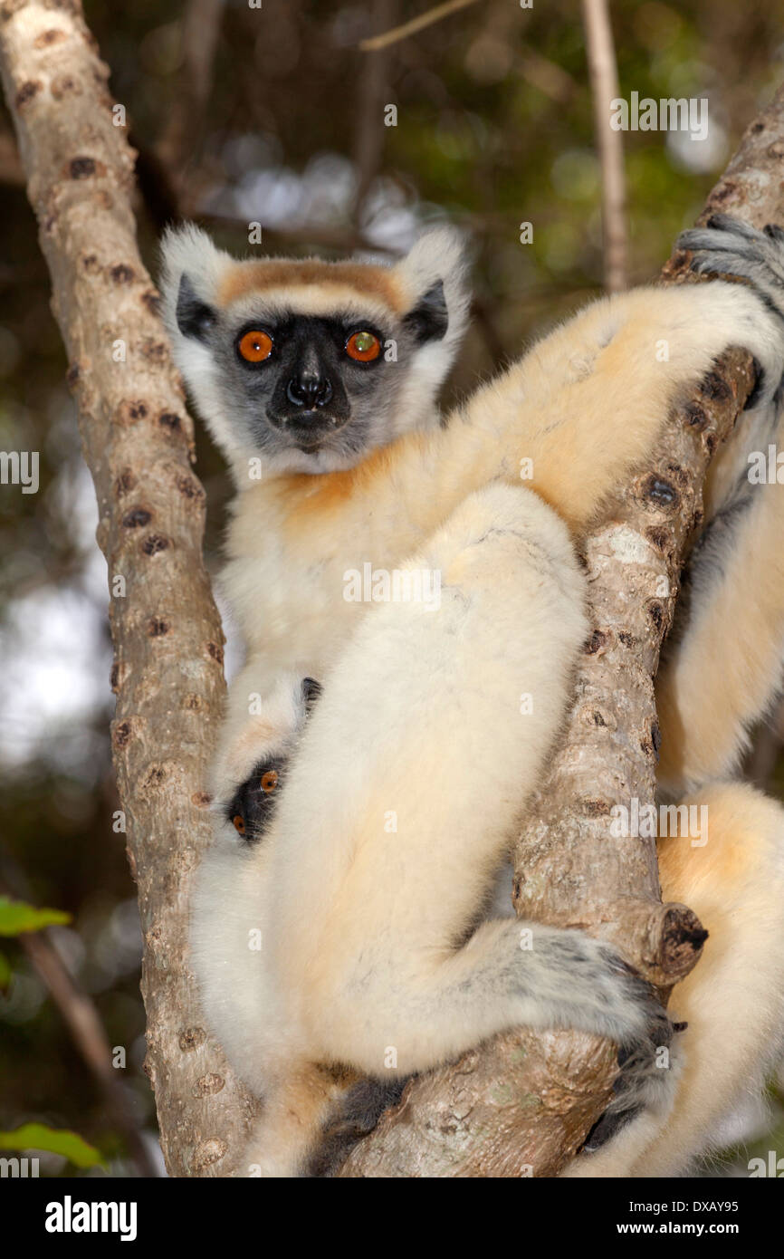Crowned lemurs hi-res stock photography and images - Alamy