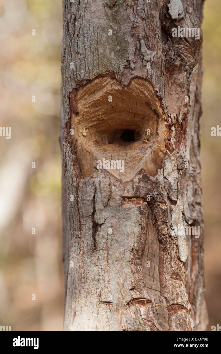 Aye aye fingertier hi-res stock photography and images - Alamy